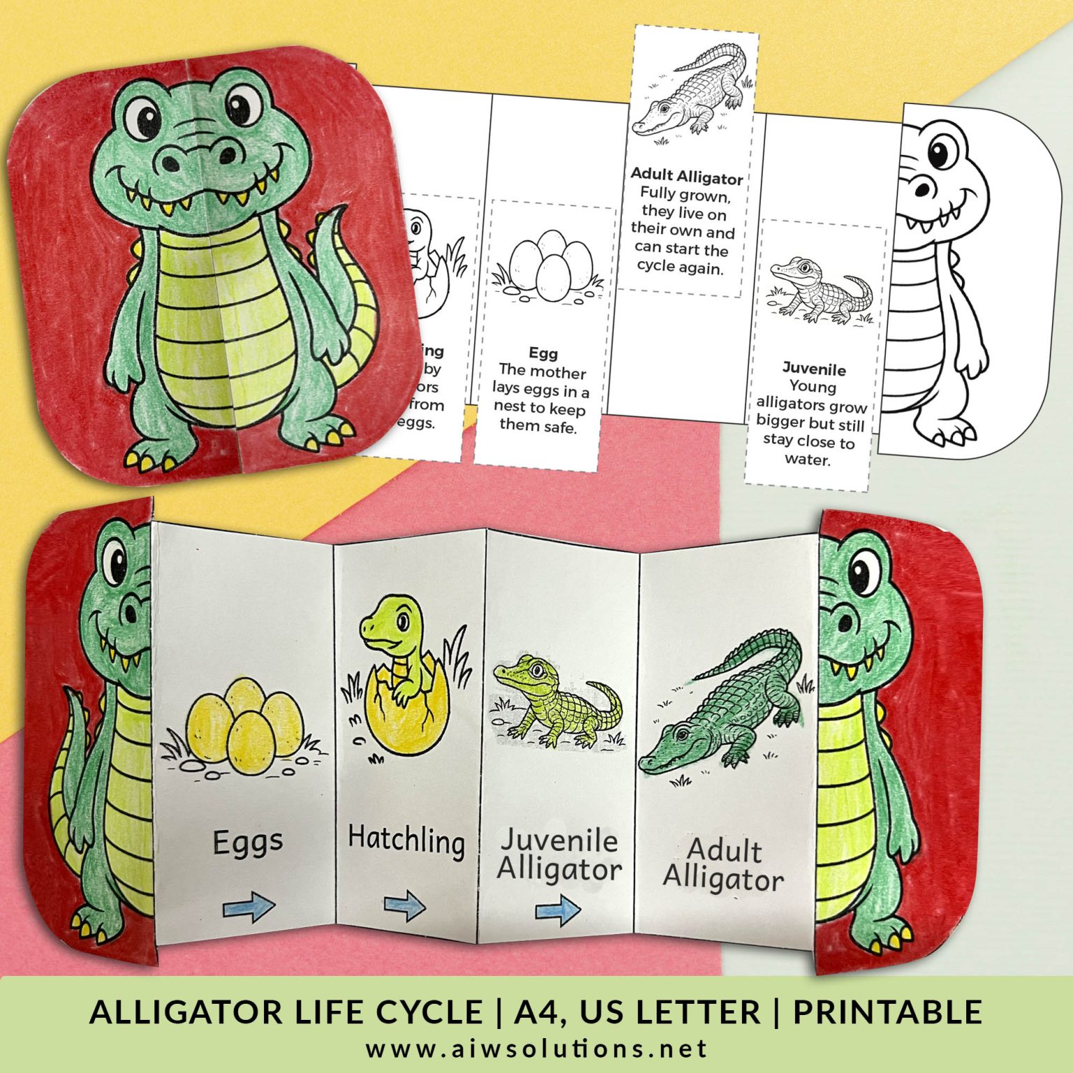 Life cycle of an alligator foldable kids’ craft, alligator sequencing ...