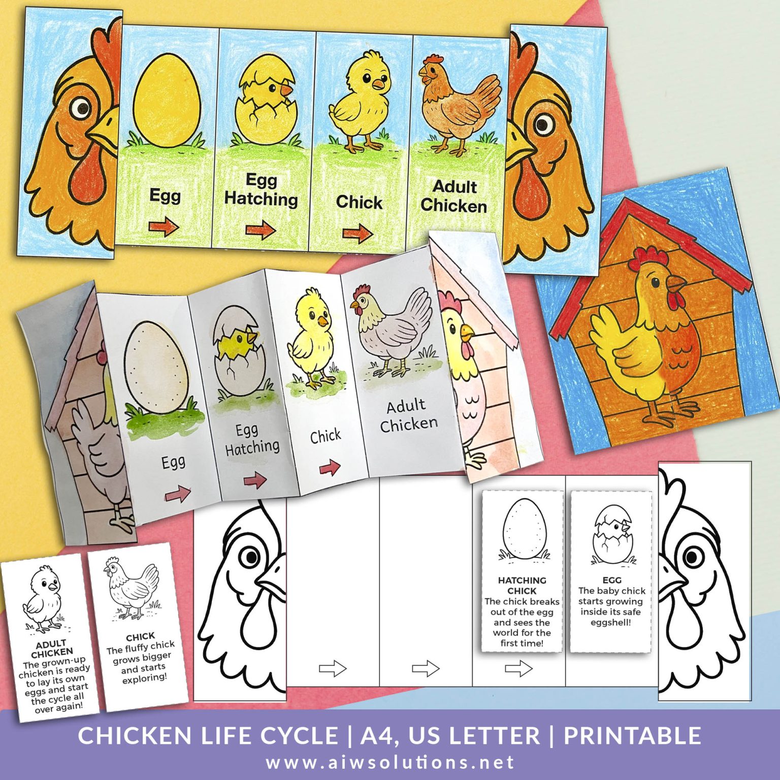 Chicken life cycle activity, Animal foldable activity, Chicken science ...