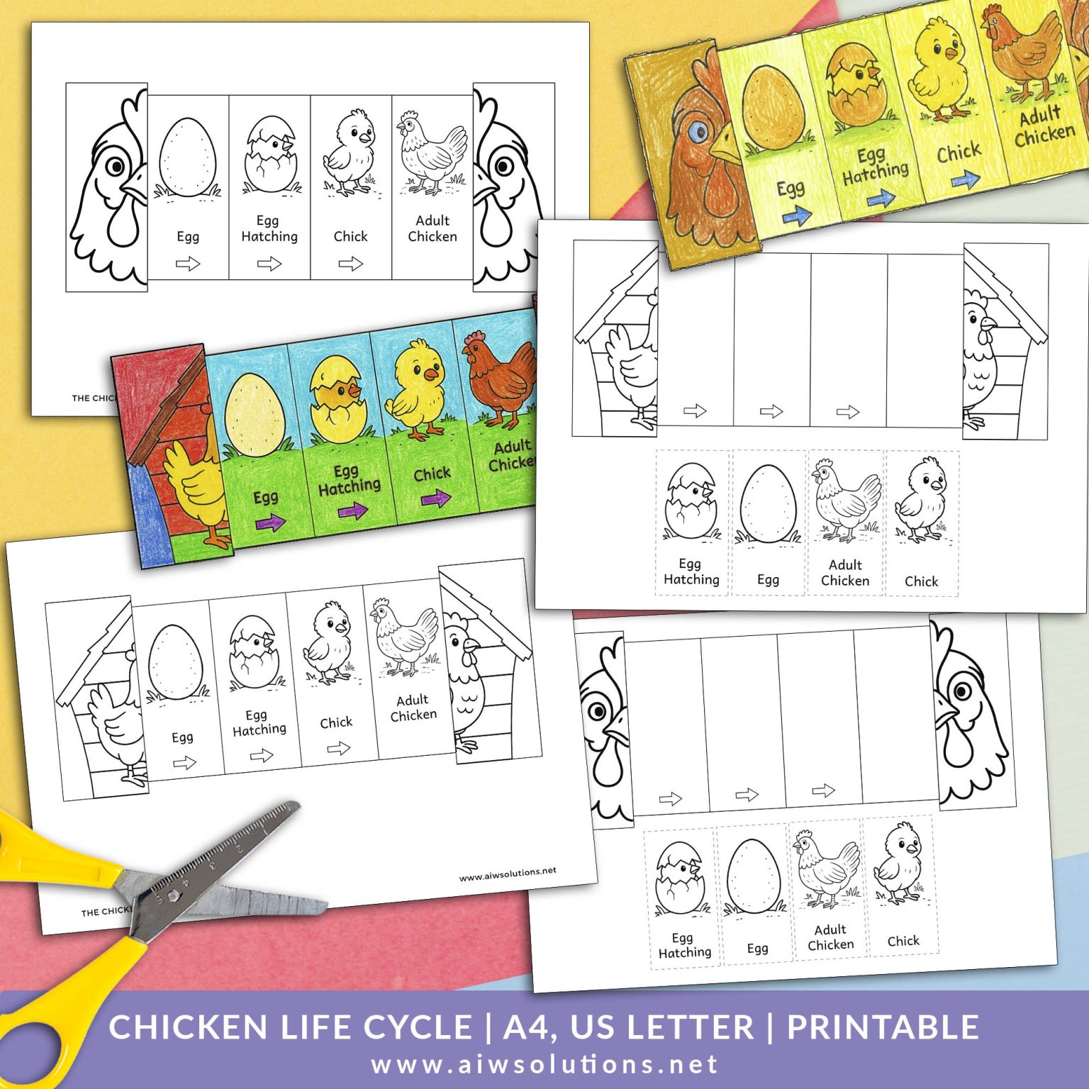 Chicken life cycle activity, Animal foldable activity, Chicken science ...