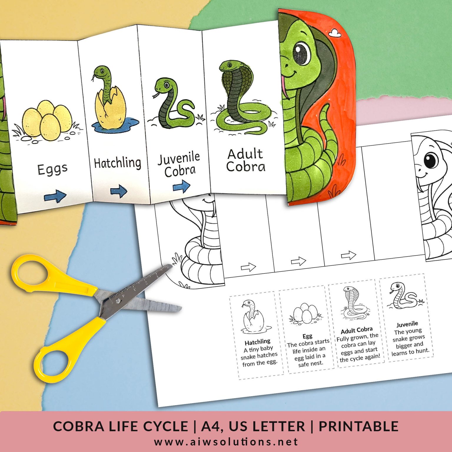 Life cycle of a cobra snake foldable sequencing activity,snake life ...