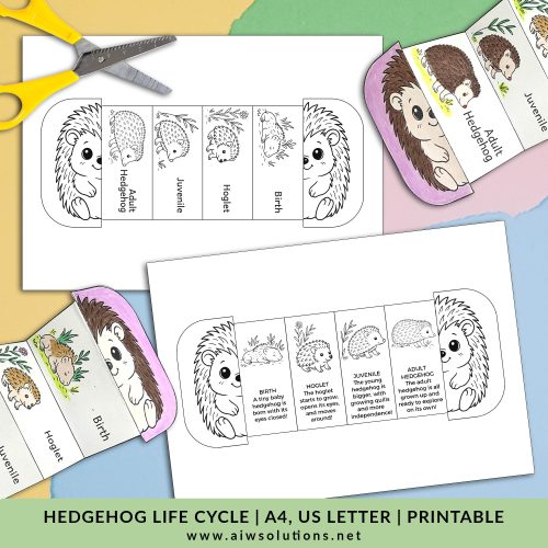 life cycle of a hedgehog, mammal life cycle, animal life cycle ...