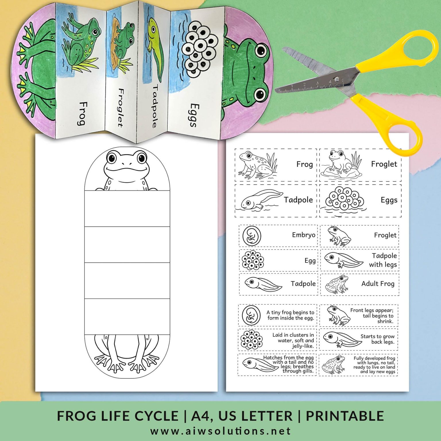 Life cycle of a frog foldable kids’ craft, Science craft, frog ...