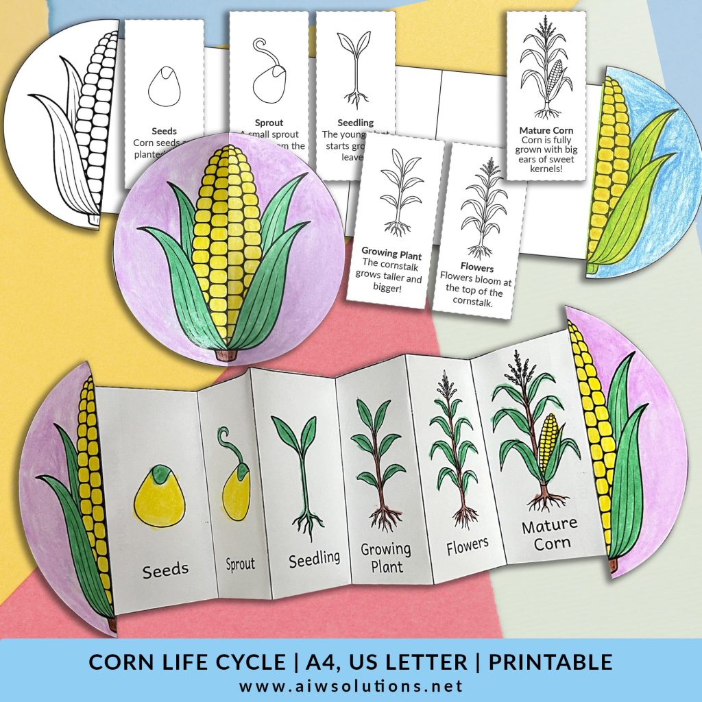 Life cycle of a corn maize plant foldable sequencing activity for kids ...