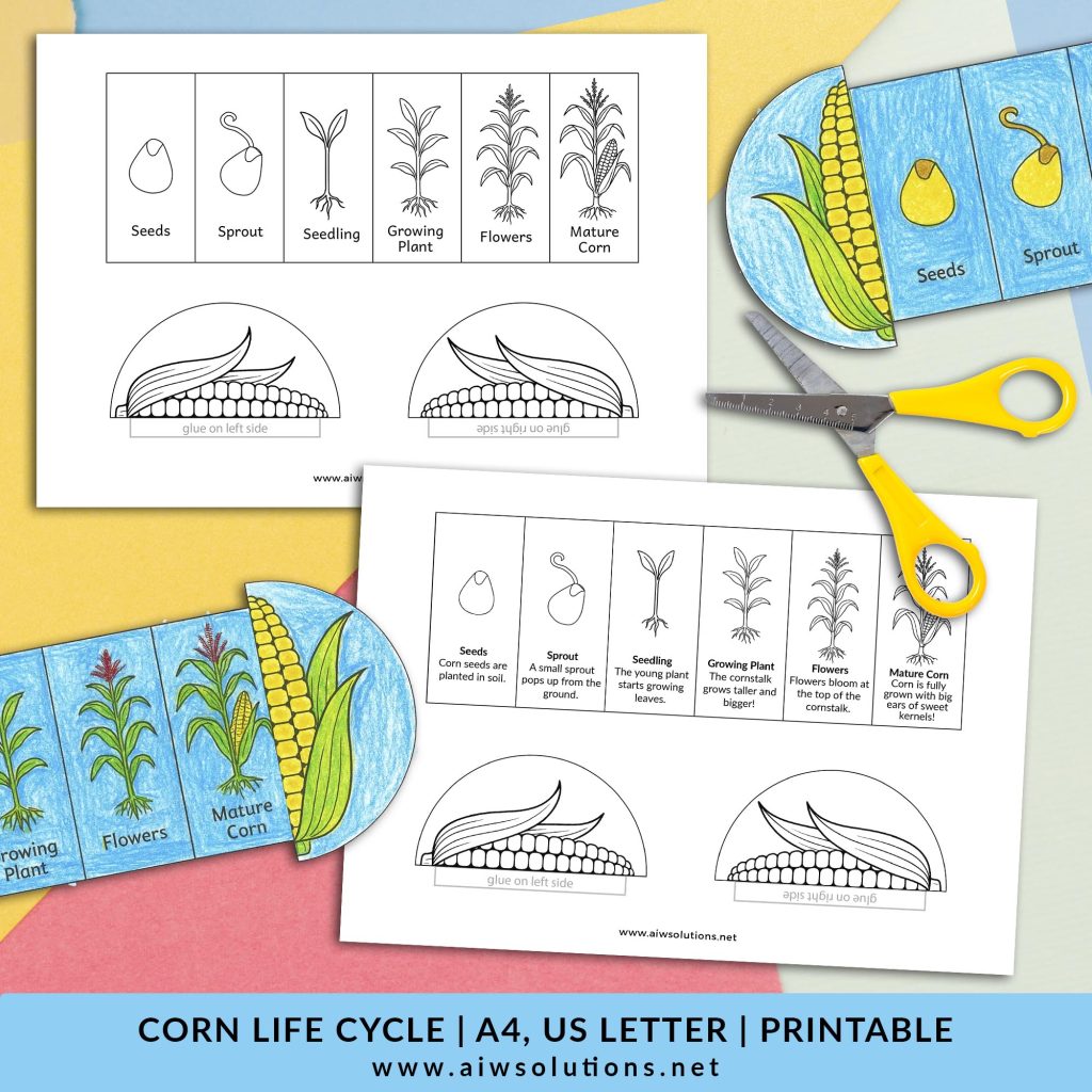 Life cycle of a corn maize plant foldable sequencing activity for kids ...