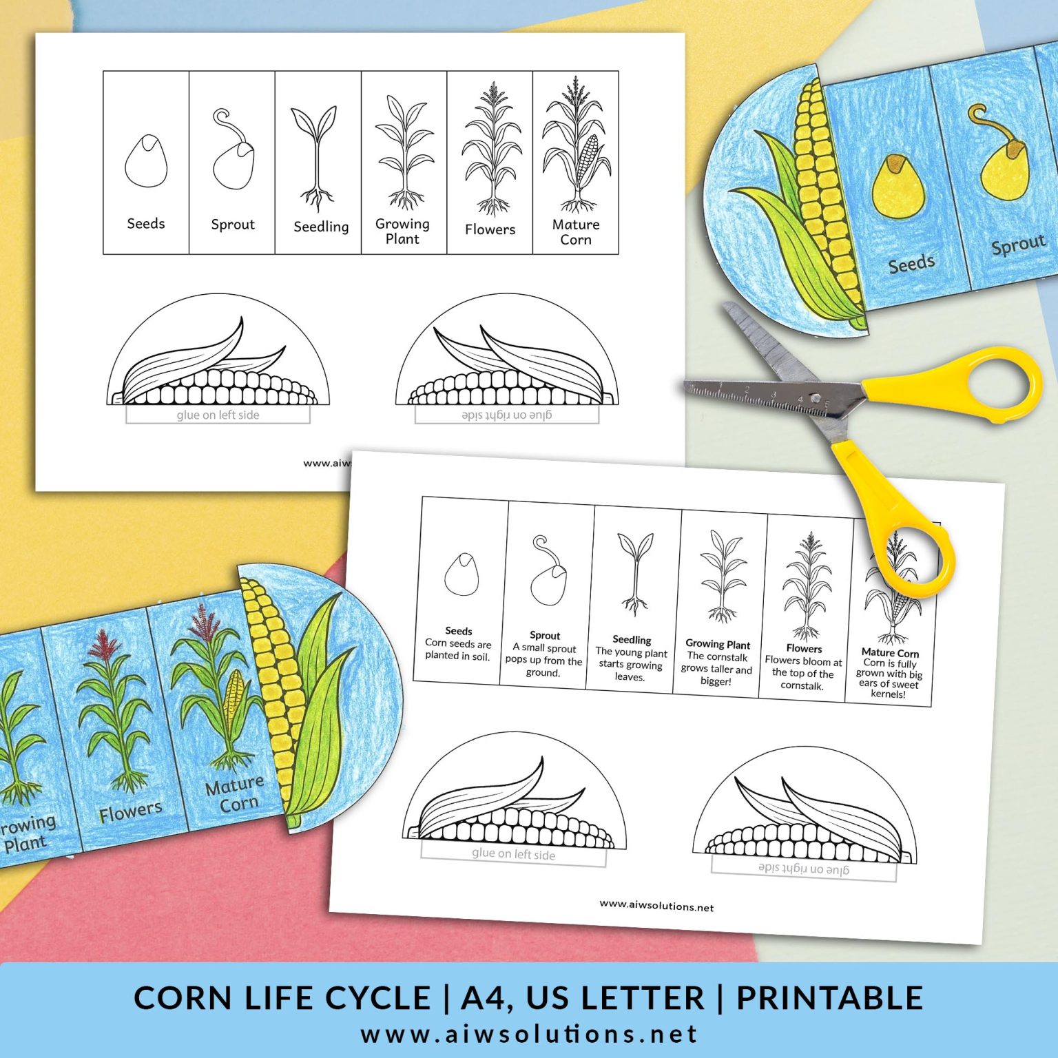 Life cycle of a corn maize plant foldable sequencing activity for kids ...
