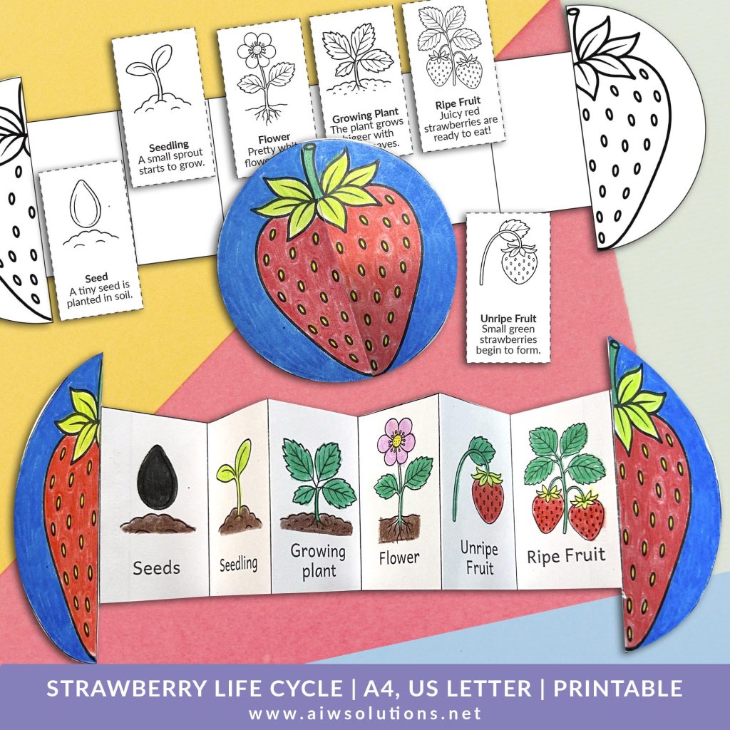 strawberry life cycle, strawberry sequencing activity, strawberry ...