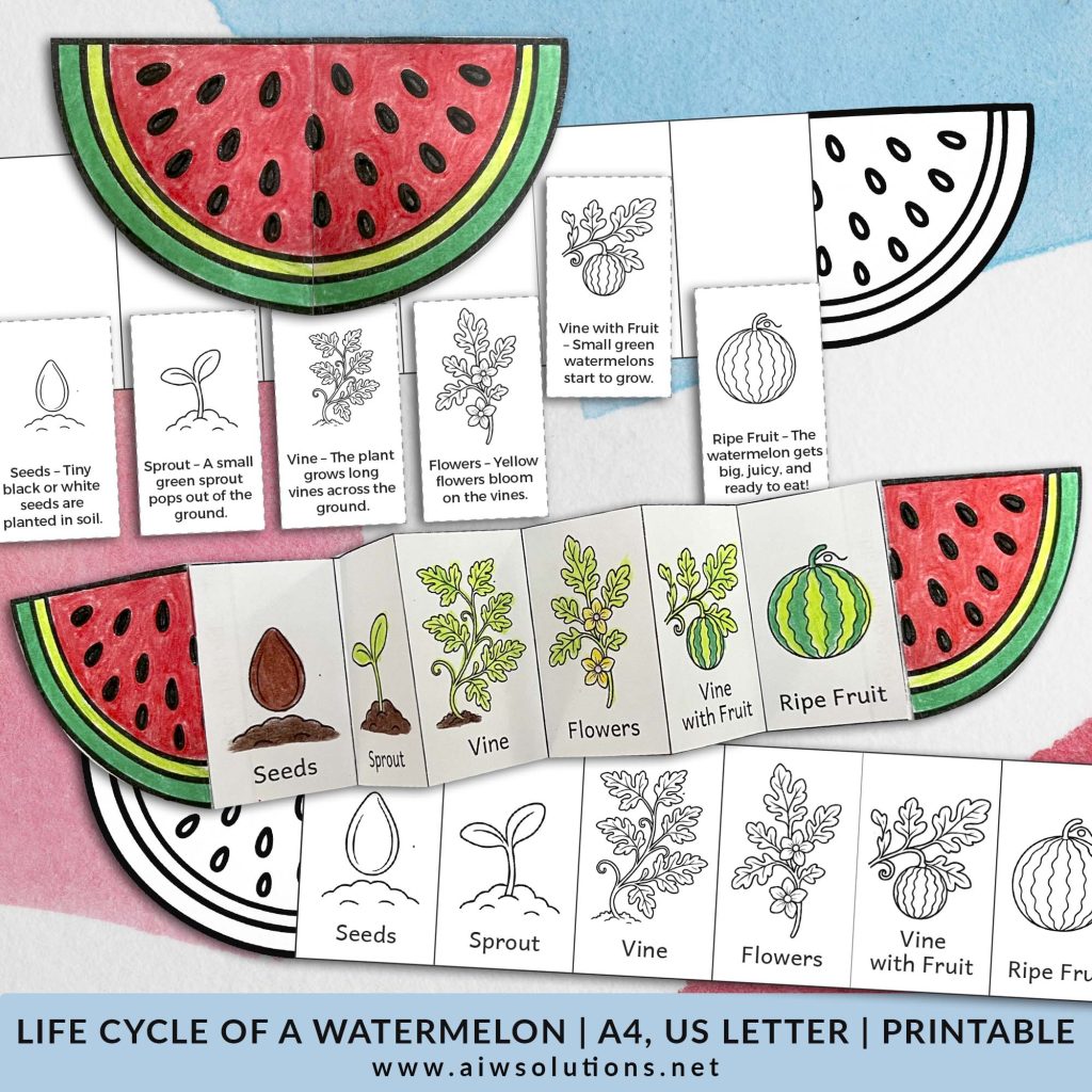 Life cycle of a watermelon plant sequence and fold kids’ craft Life ...