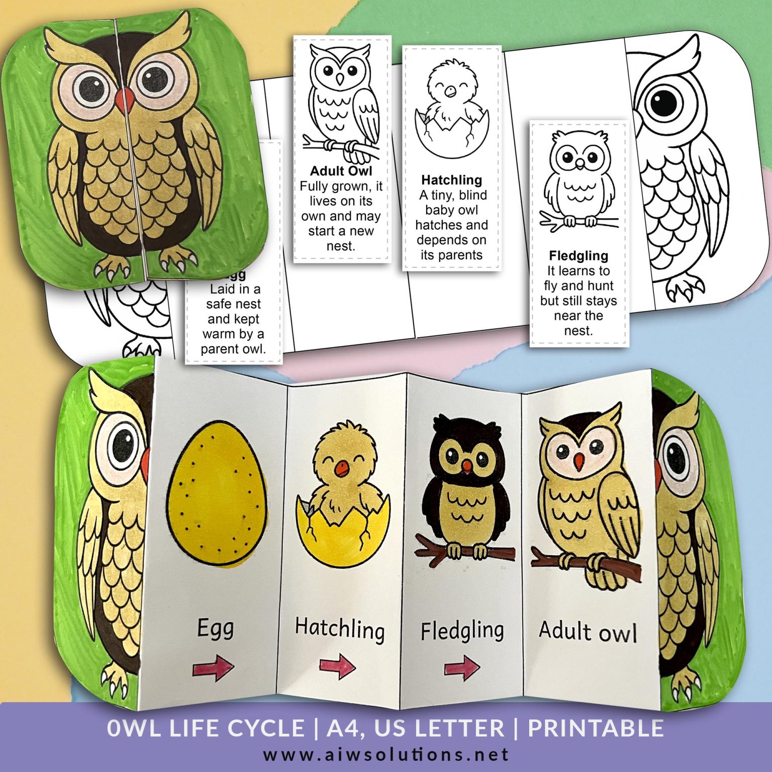 Owl Life Cycle Craft | Foldable Printable Science Activity for Kids ...