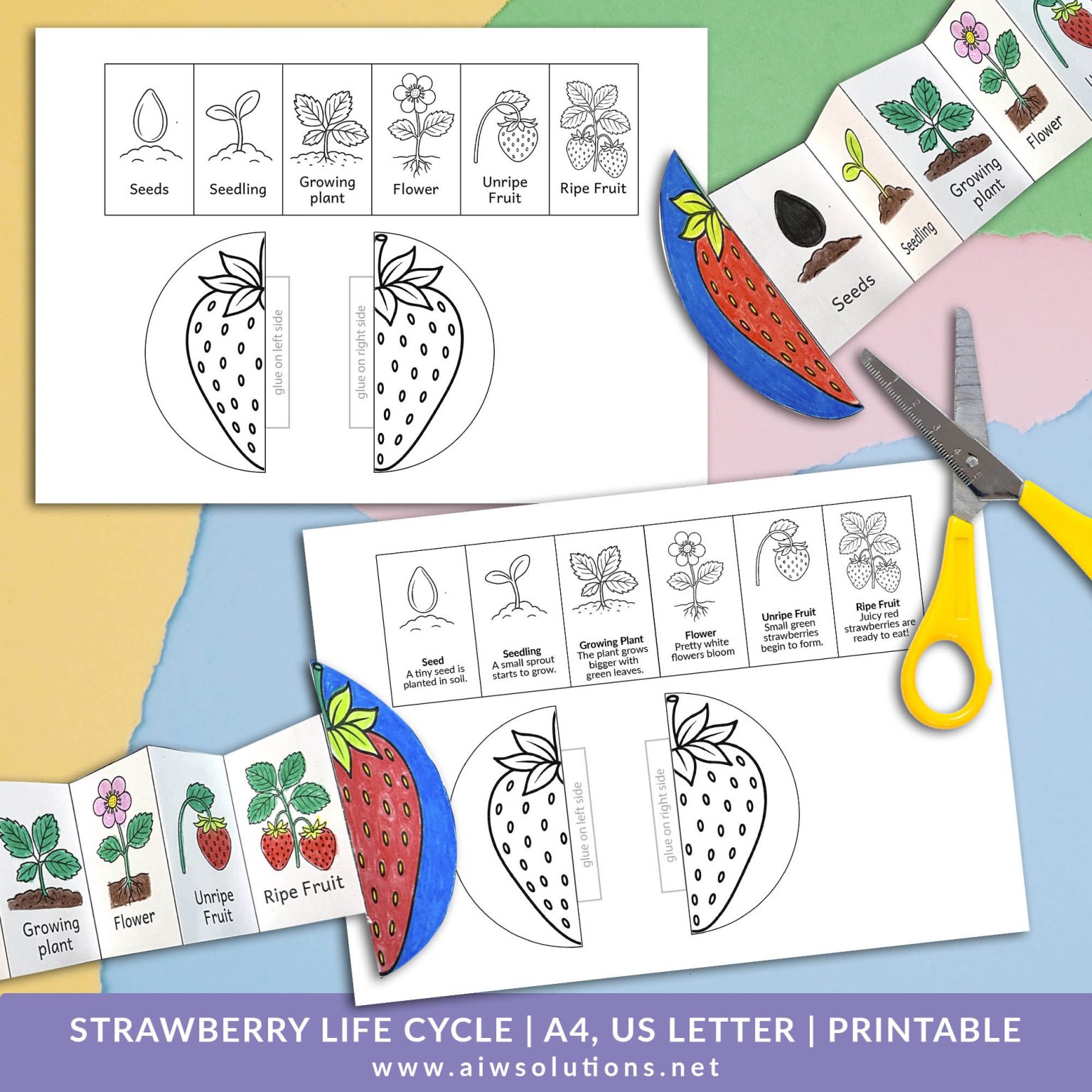 strawberry life cycle, strawberry sequencing activity, strawberry ...