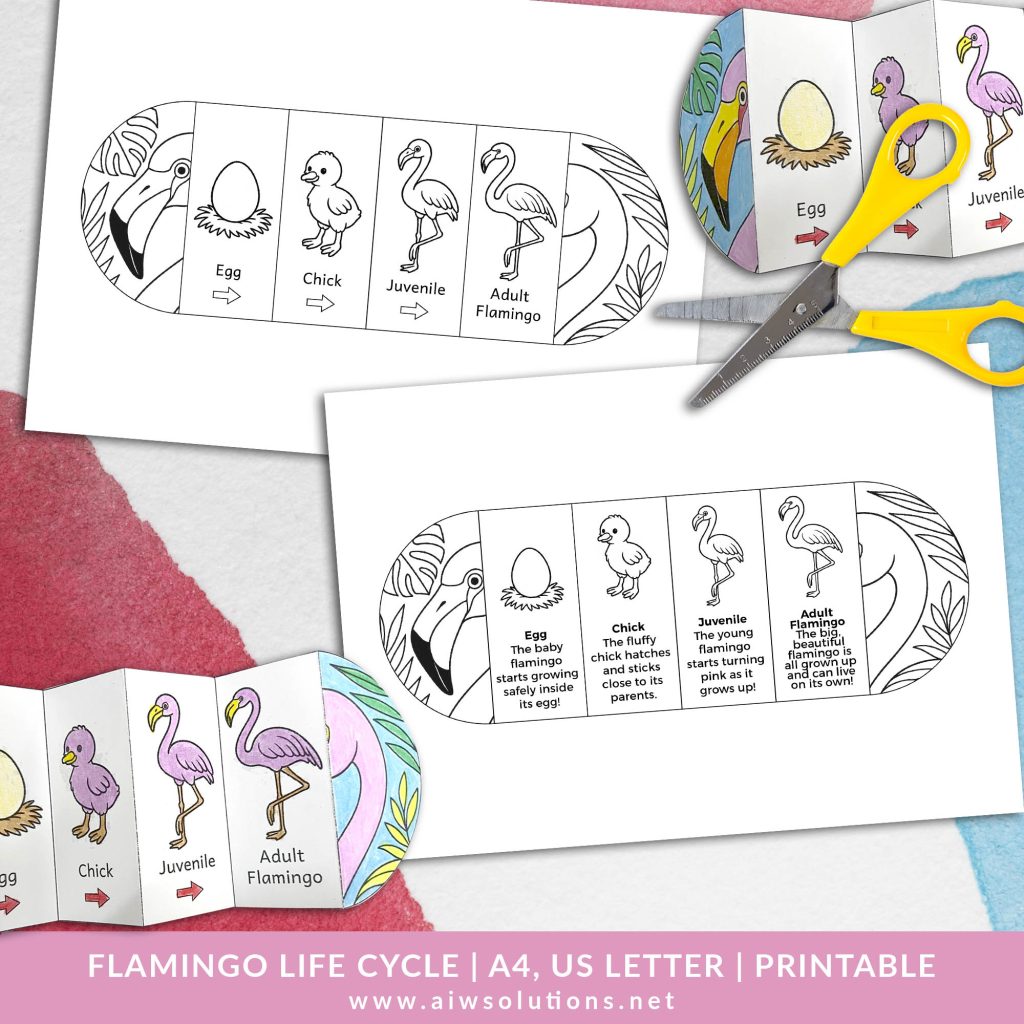 flamingo life cycle activity, flamingo foldable activity, flamingo ...