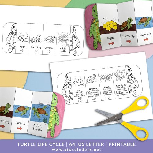 Turtle life cycle activity, Sea Animal foldable activity, Turtle ...