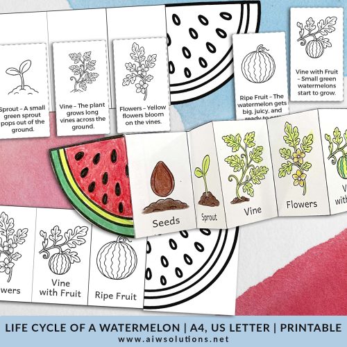 Life cycle of a watermelon plant sequence and fold kids’ craft Life ...