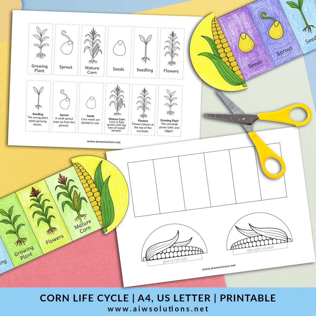 Life cycle of a corn maize plant foldable sequencing activity for kids ...