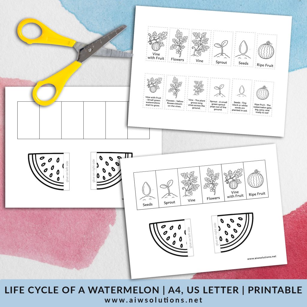 Life cycle of a watermelon plant sequence and fold kids’ craft Life ...