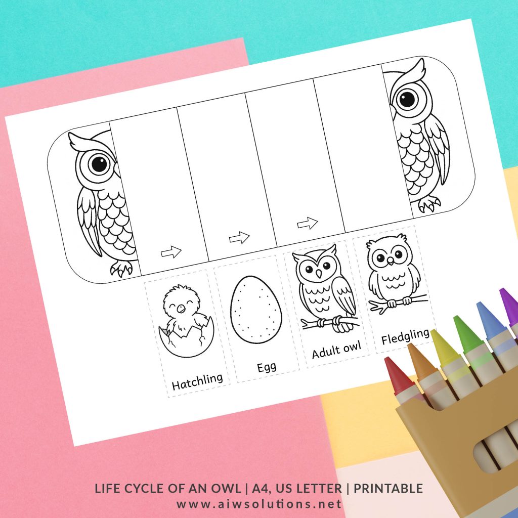 Owl Life Cycle Craft | Foldable Printable Science Activity for Kids ...