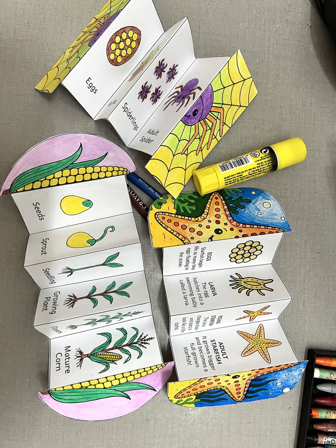 ladybug life cycle stages for kids, easy insect life cycle craft ...