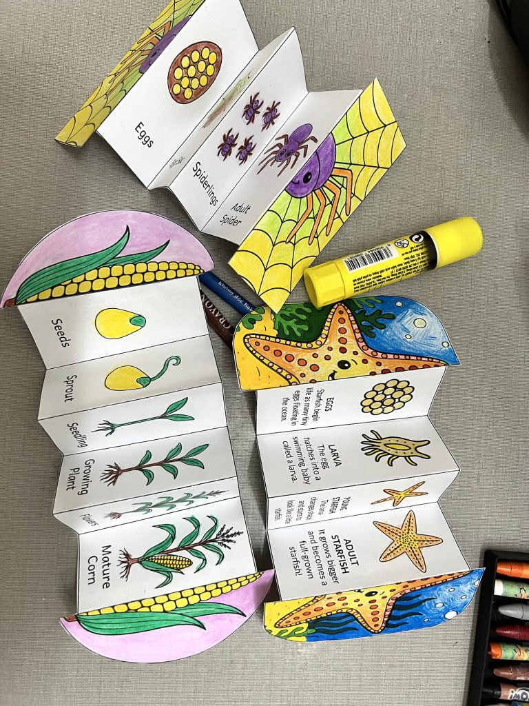 ladybug life cycle stages for kids, easy insect life cycle craft ...