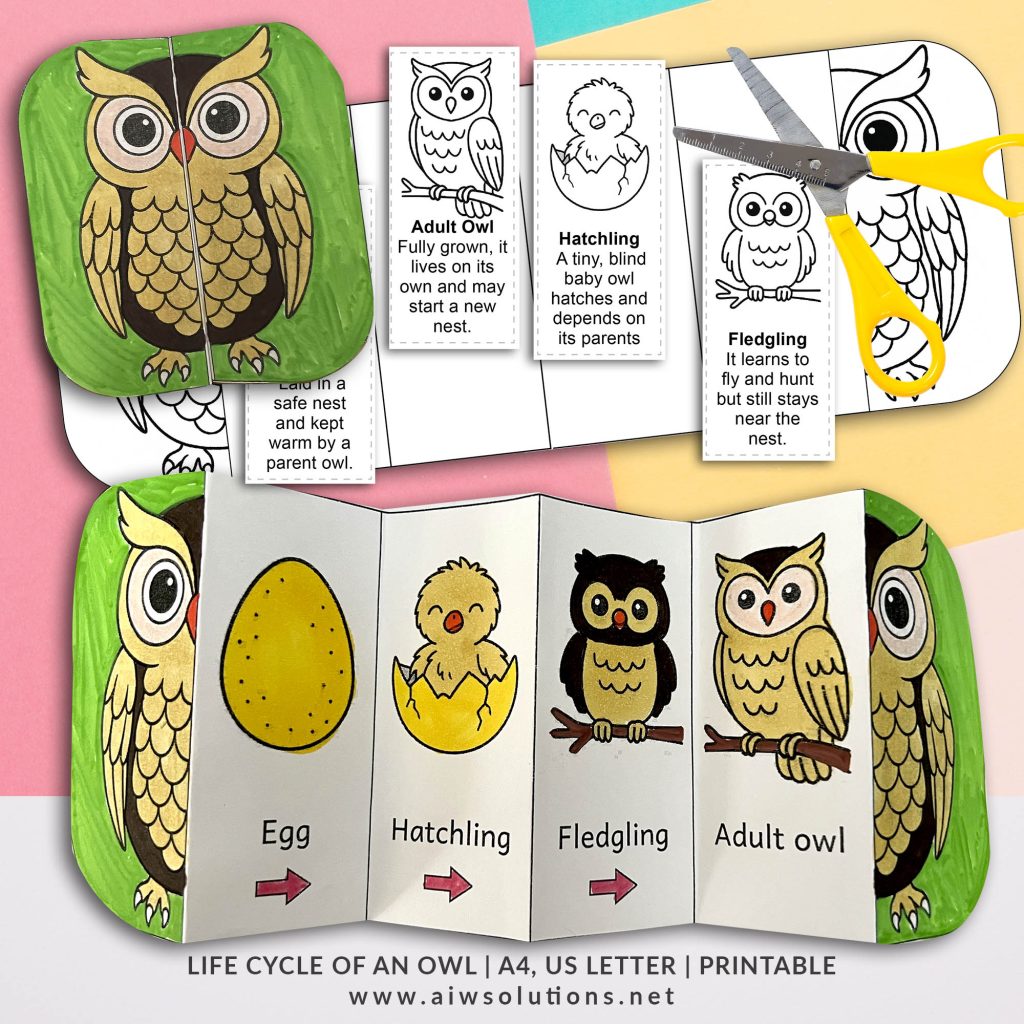 Owl Life Cycle Craft | Foldable Printable Science Activity for Kids ...
