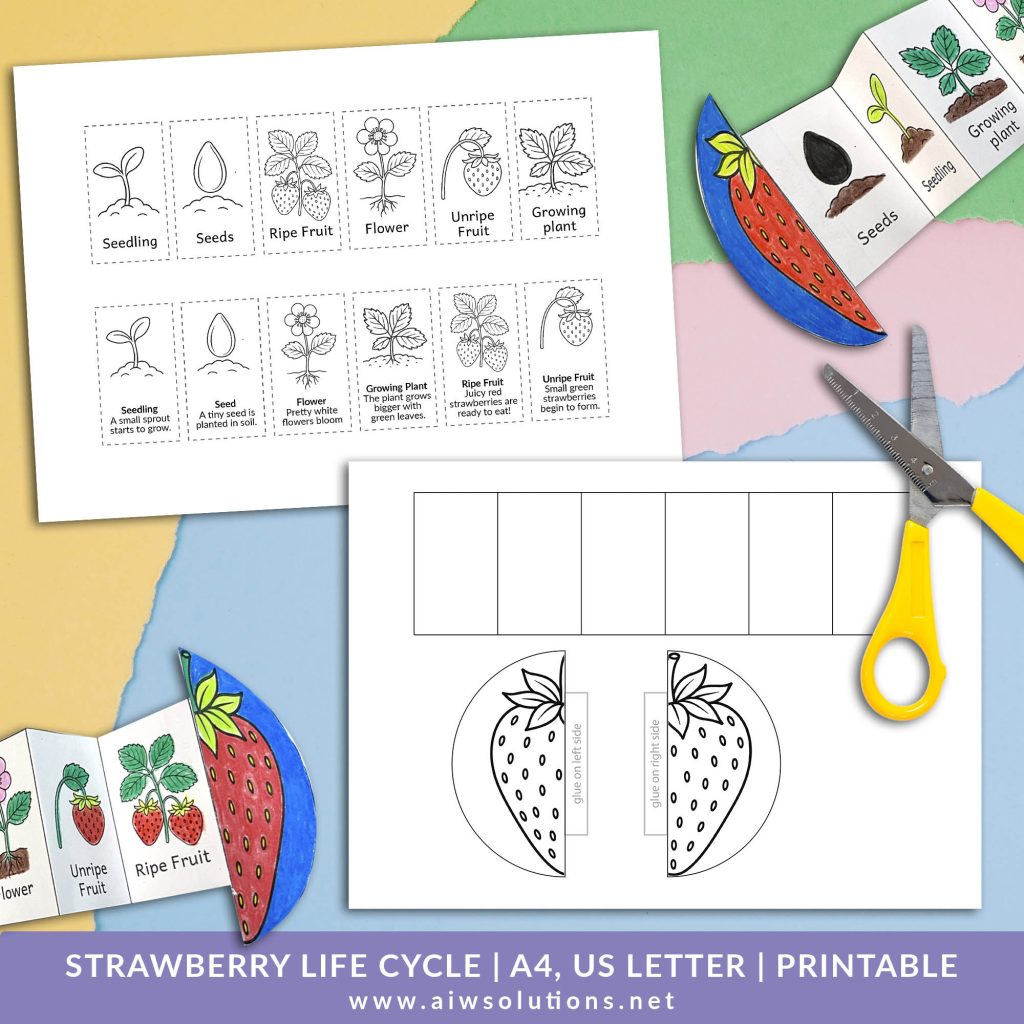 strawberry life cycle, strawberry sequencing activity, strawberry ...