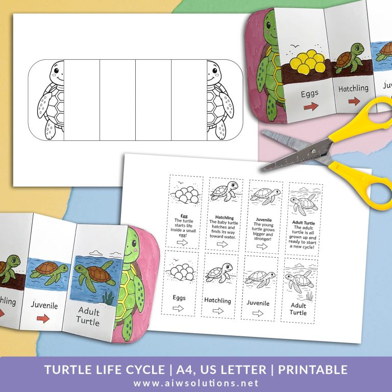 Turtle life cycle activity, Sea Animal foldable activity, Turtle ...