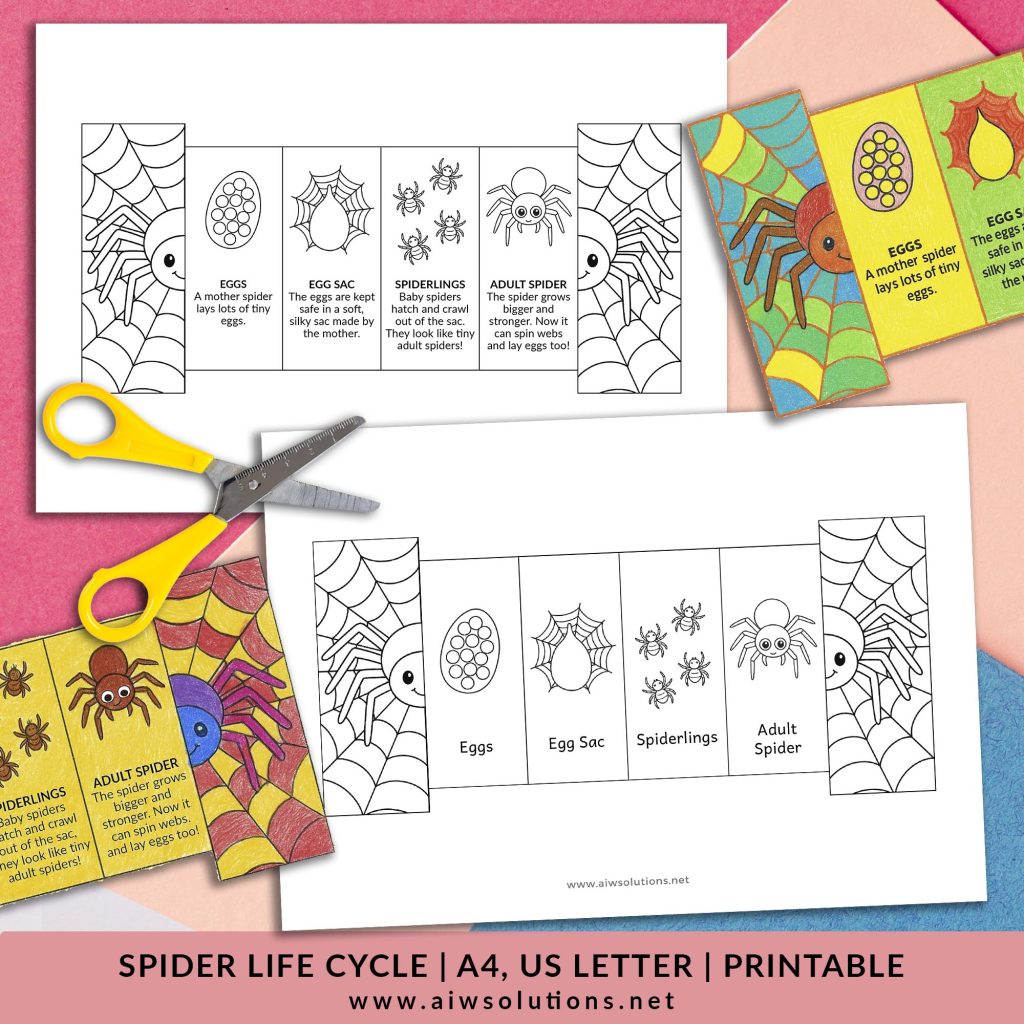 Life Cycle of a Spider, spider lesson plan, sequencing activity for ...
