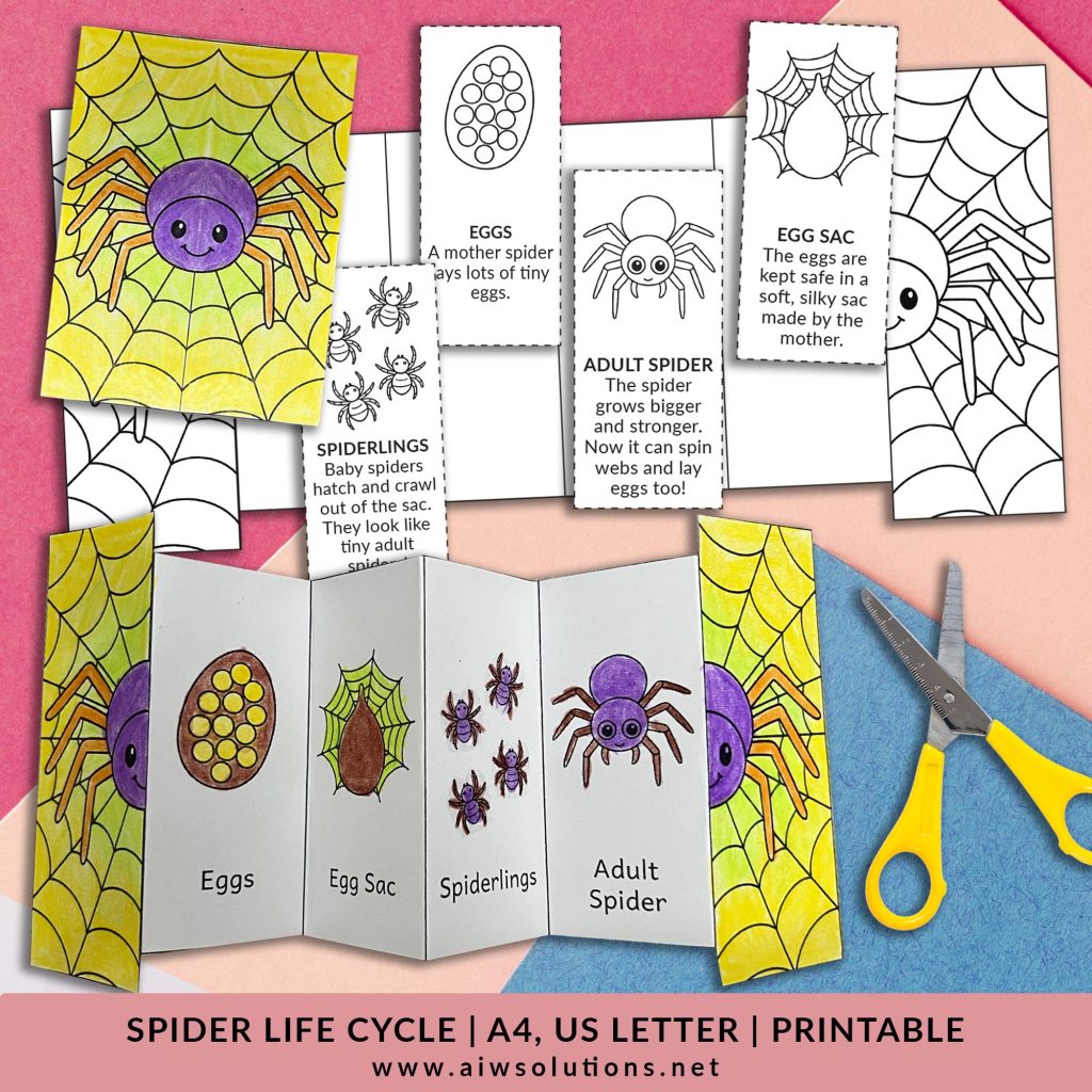 Life Cycle of a Spider, spider lesson plan, sequencing activity for ...