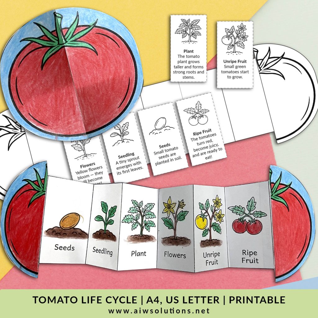 tomato life cycle, tomato sequencing activity, tomato foldable ...