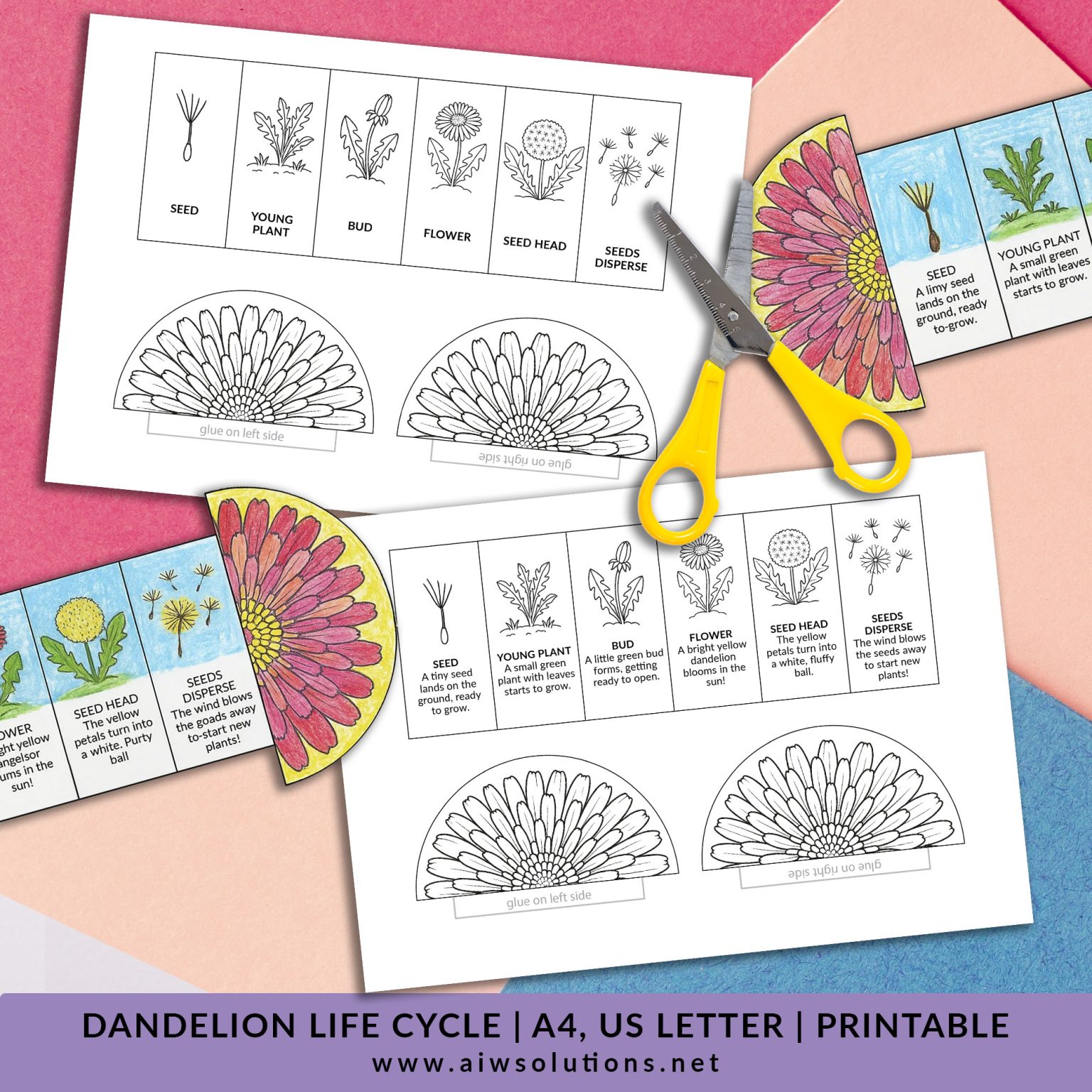 Life Cycle of a Dandelion – Foldable Sequencing Activity Craft for Kids ...