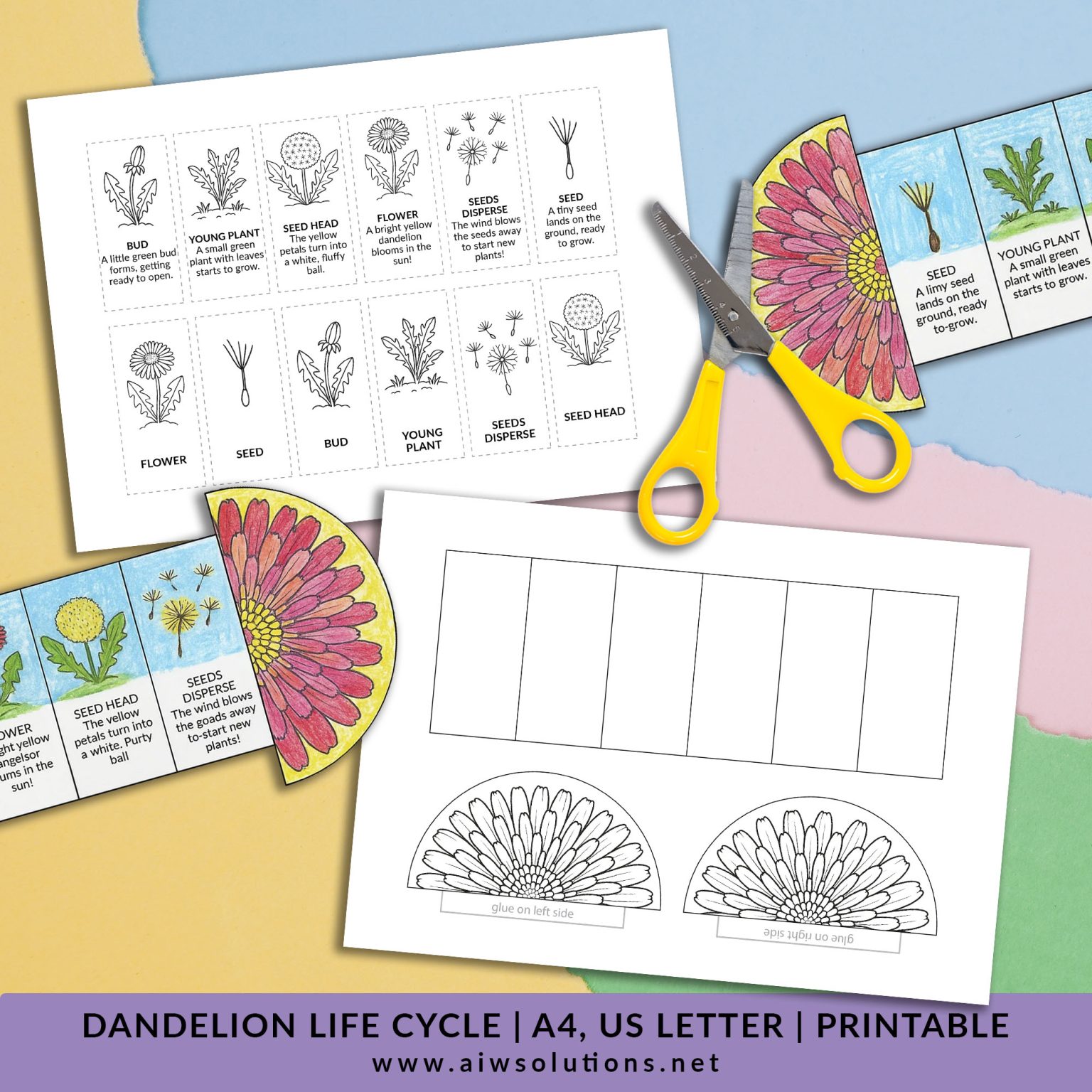 Life Cycle of a Dandelion – Foldable Sequencing Activity Craft for Kids ...
