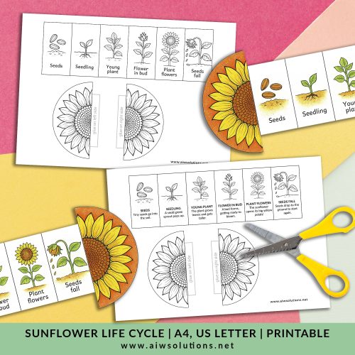 Foldable Sunflower Life Cycle Learning Activity For Kids, sunflower ...