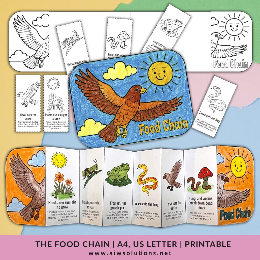 Food chain foldable, Food chain activity, Life science craft,STEM ...
