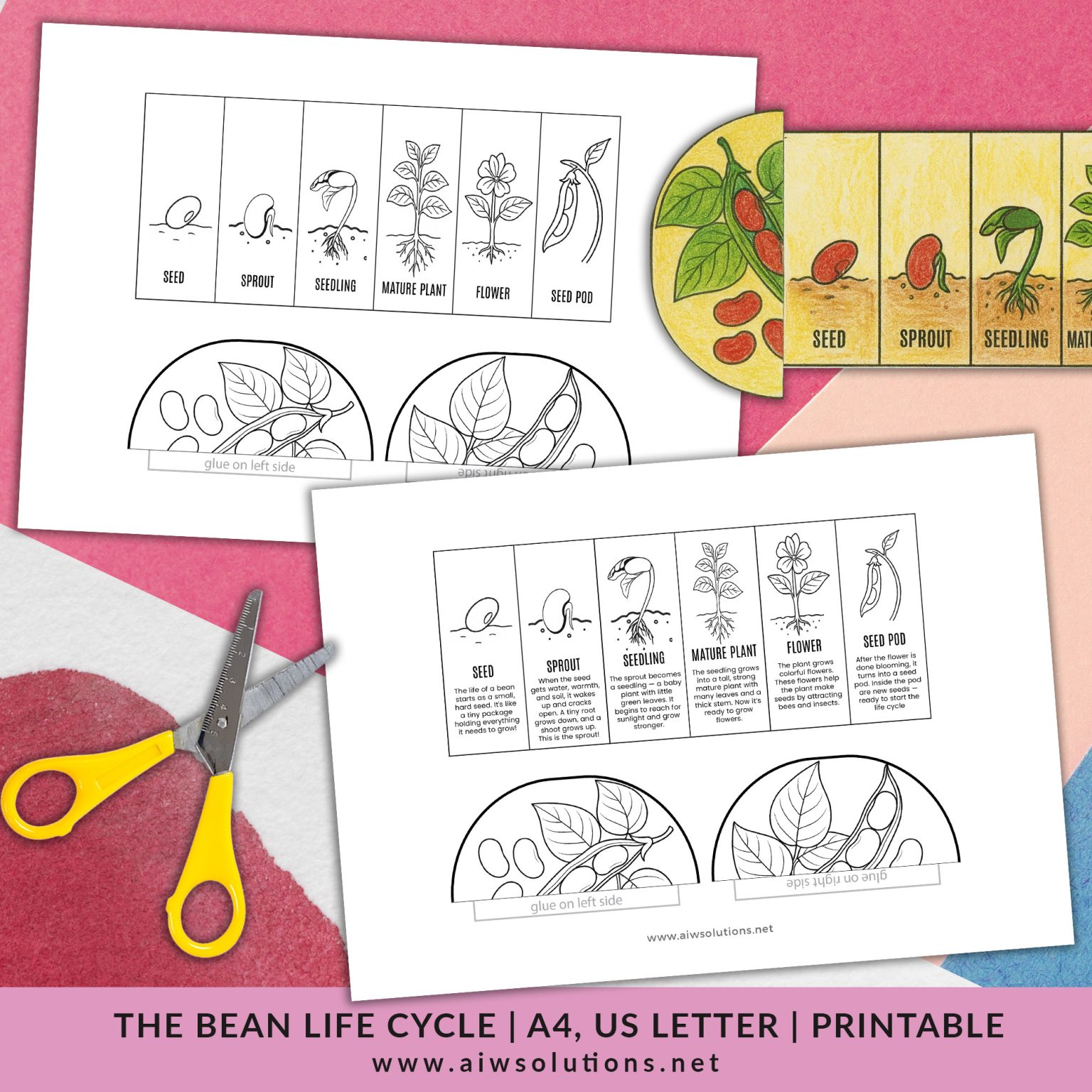 Life cycle of a bean plant, Bean plant life cycle worksheet, STEM ...